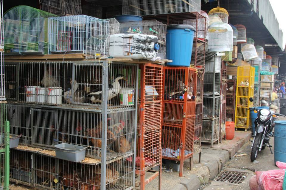 Comunidad De Medellín Denuncia El Tráfico Ilegal De Fauna En La Plaza