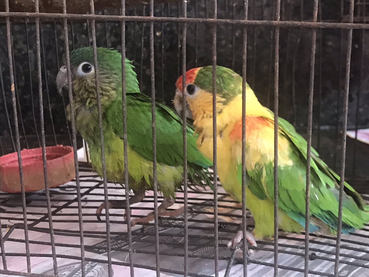 Traficantes de fauna silvestre pintan las aves para venderlas como exóticas