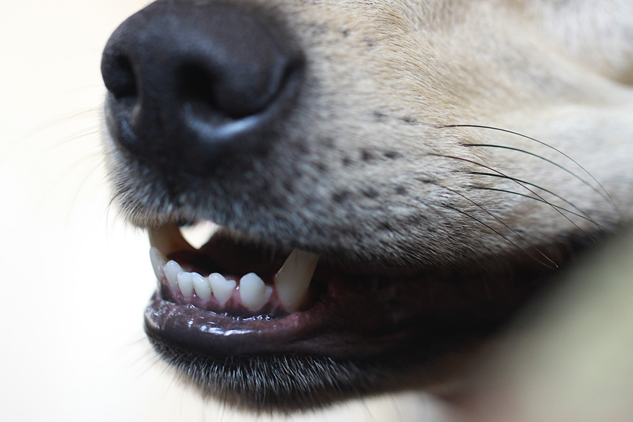 Conozca cómo cuidar las piezas dentales de su perro para evitar ...