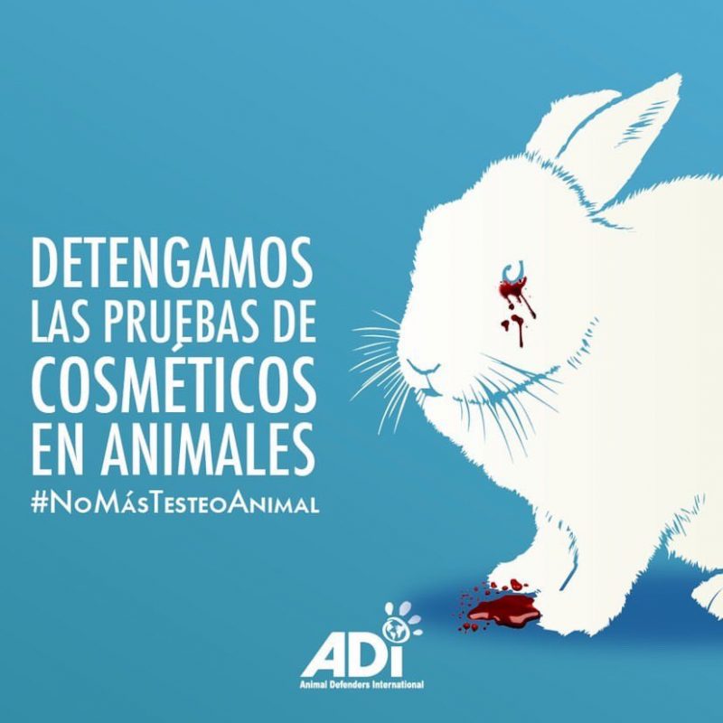 El testeo de cosméticos en animales quedó prohibido en Colombia, hoy se ...